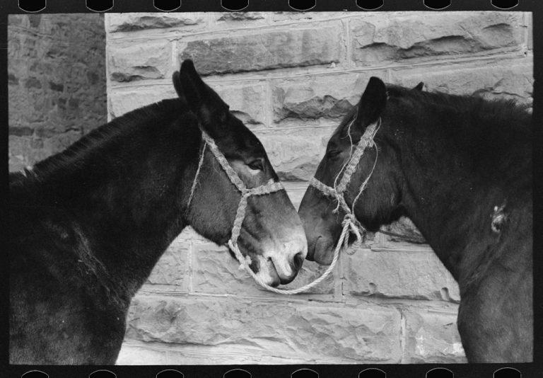 Mules & More! – Old Mule BBQ Sauce