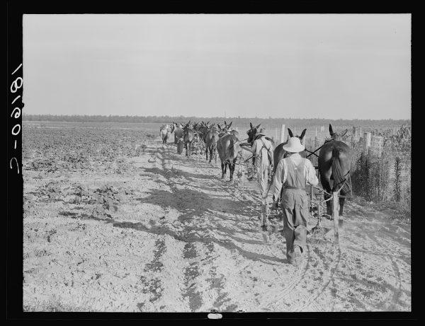 Mules & More! – Old Mule BBQ Sauce