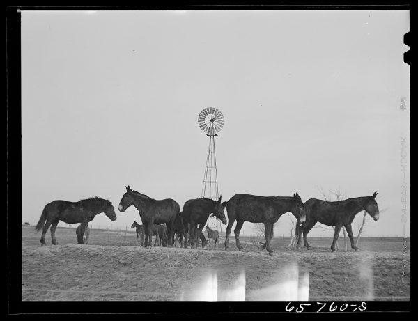 Mules & More! – Old Mule BBQ Sauce